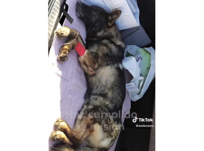 Muere aplastado Proteo, perro rescatista - Códigos, Códigos News ...